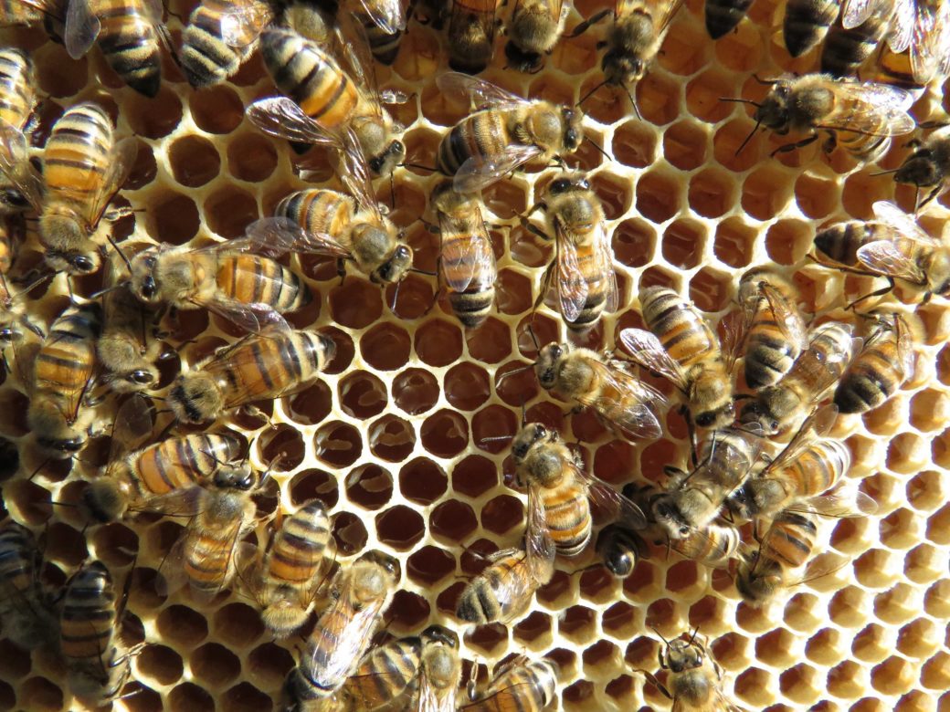 Moncondroz » Fred L’Apiculteur