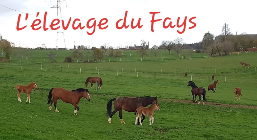 Moncondroz » L’élevage du Fays